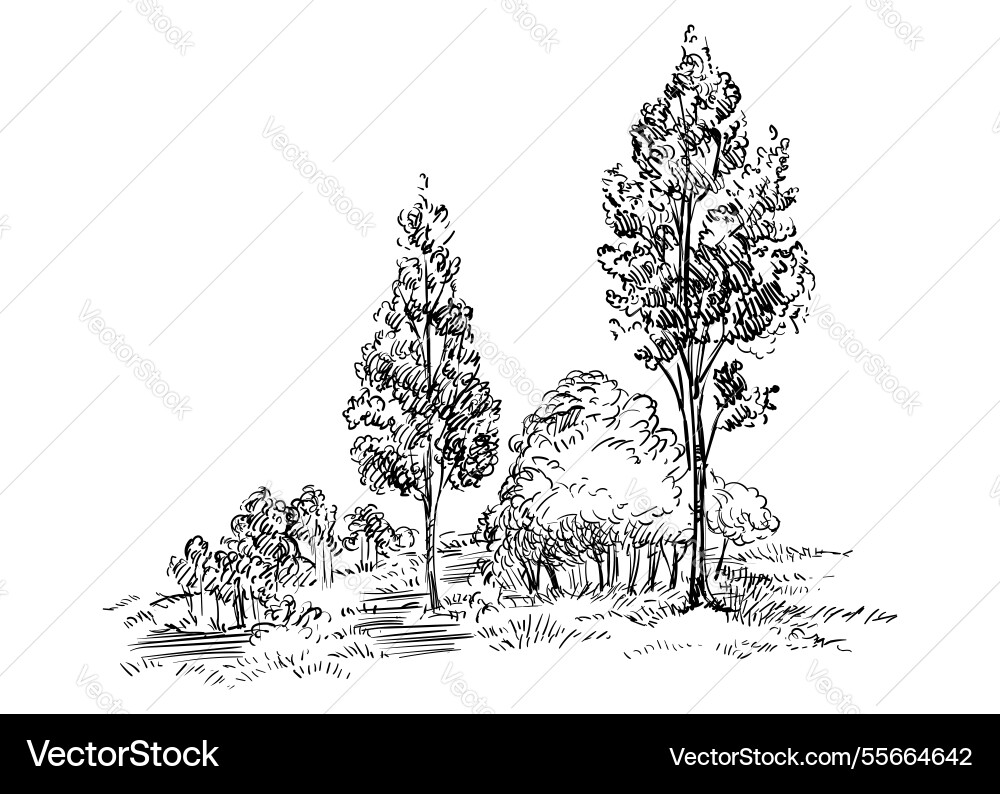 Hand drawing landscape grove with trees Royalty Free Vector