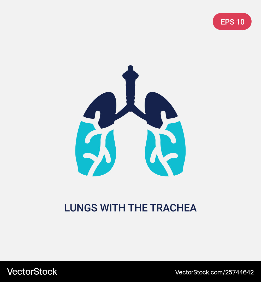 Pulmon Vector Images (over 110)