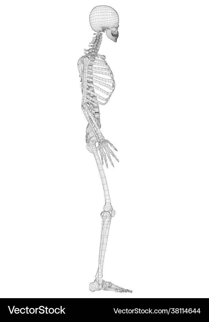 Human skeleton Royalty Free Vector Image - VectorStock
