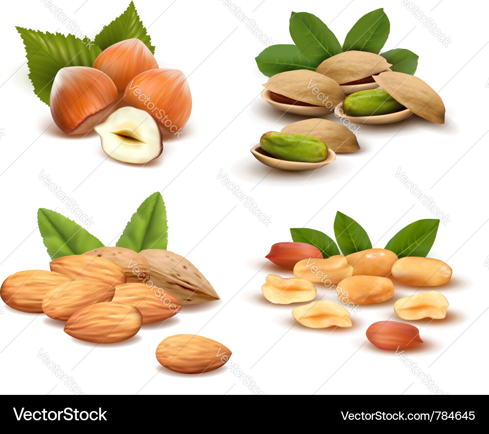 Ripe nuts collection Royalty Free Vector Image