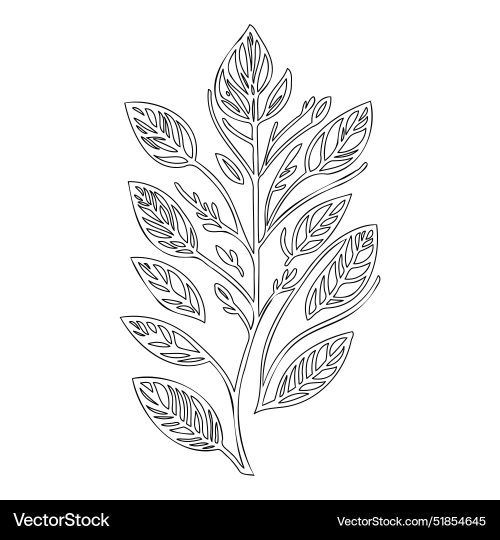 Rowan leaf floral outline sketch Royalty Free Vector Image