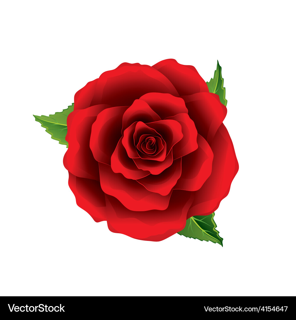 Red Rose White Background Red Rose Flower PNG Image, Love Flower Red