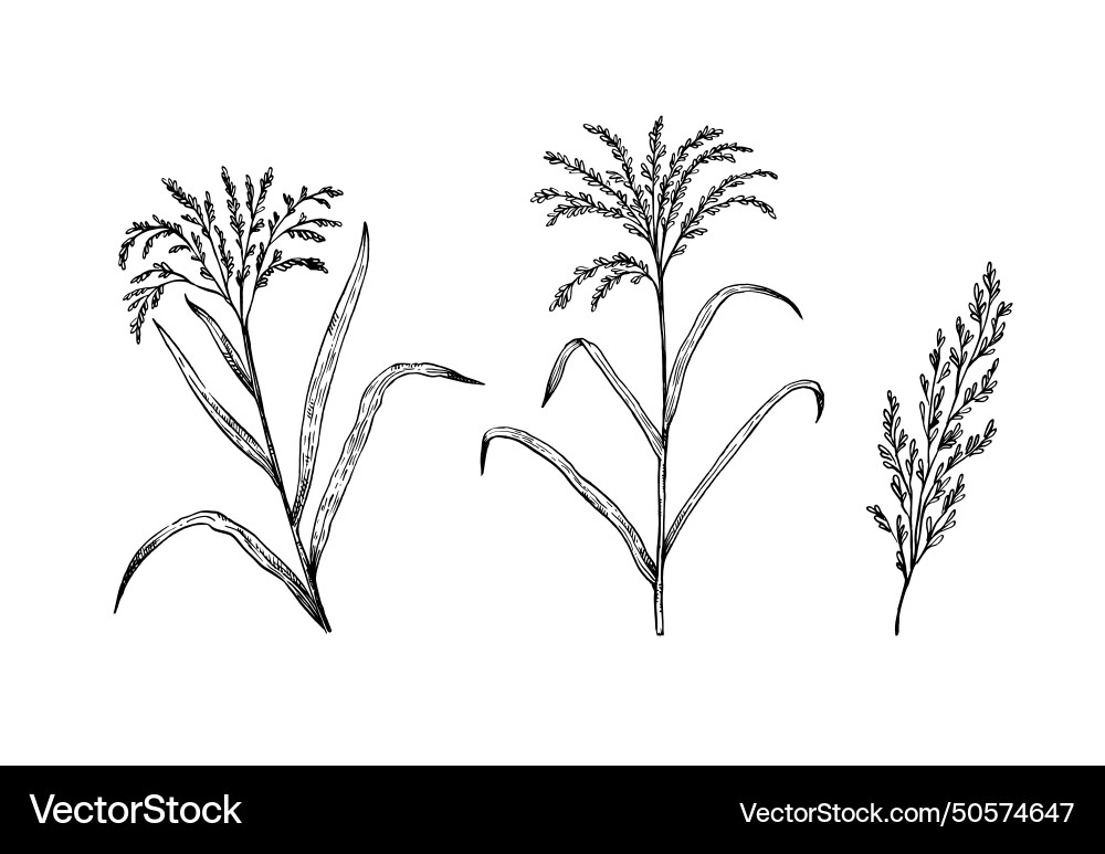 Rice plants and ears black white sketch Royalty Free Vector