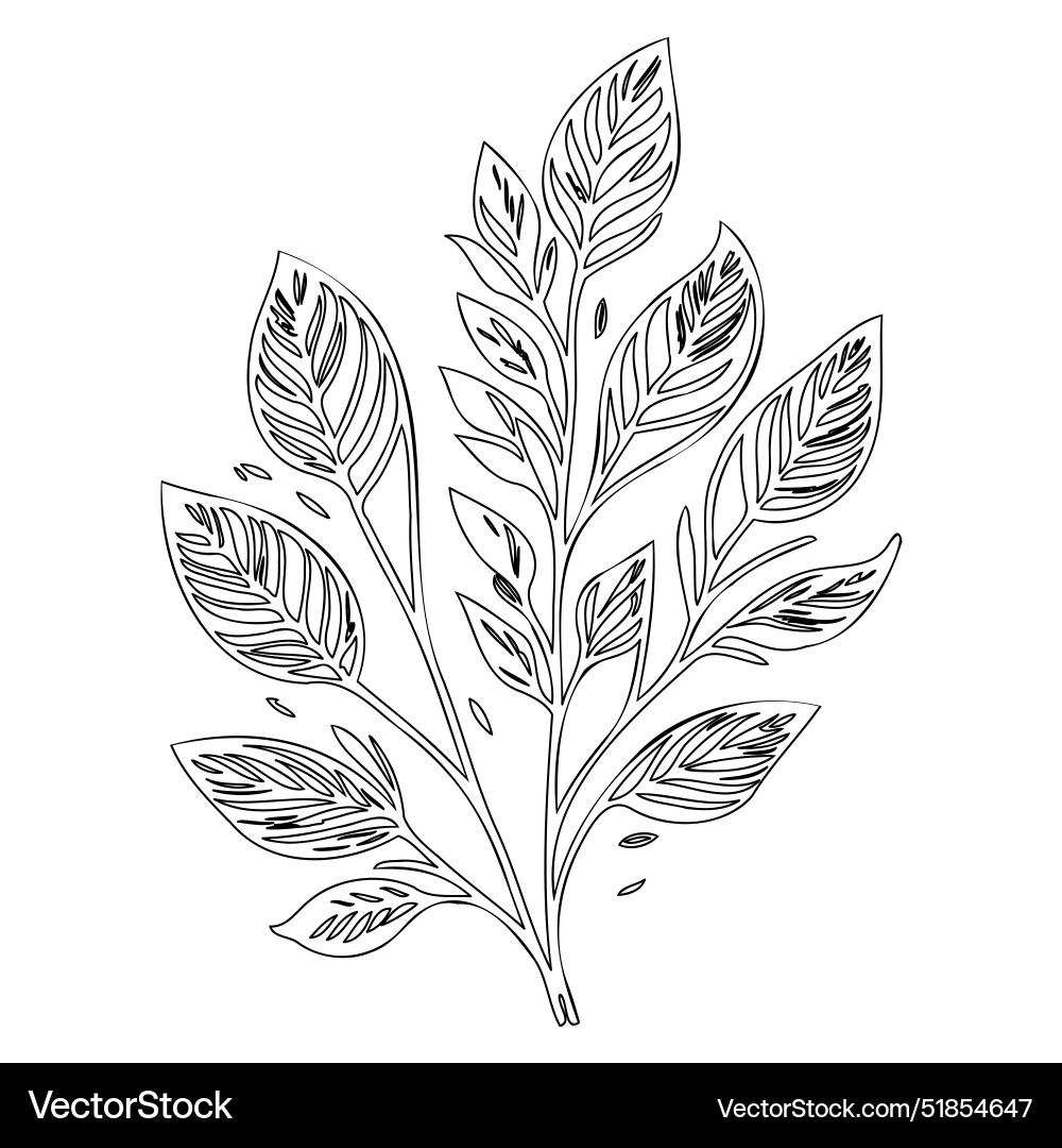 Rowan leaf floral outline sketch Royalty Free Vector Image