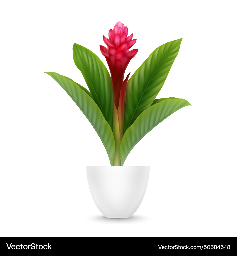 Red ginger in pot Royalty Free Vector Image - VectorStock