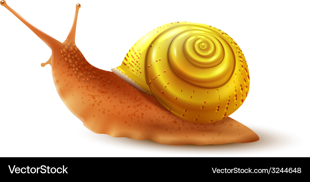 Snail realistic isolated Royalty Free Vector Image