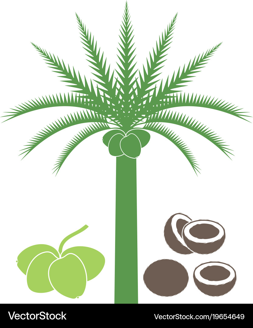 Coconut tree Royalty Free Vector Image - VectorStock