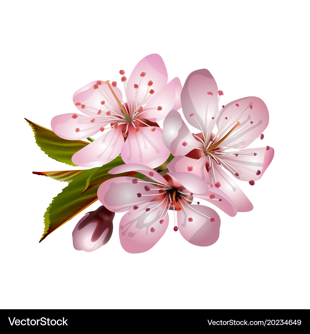 Spring pink sakura blossoms Royalty Free Vector Image