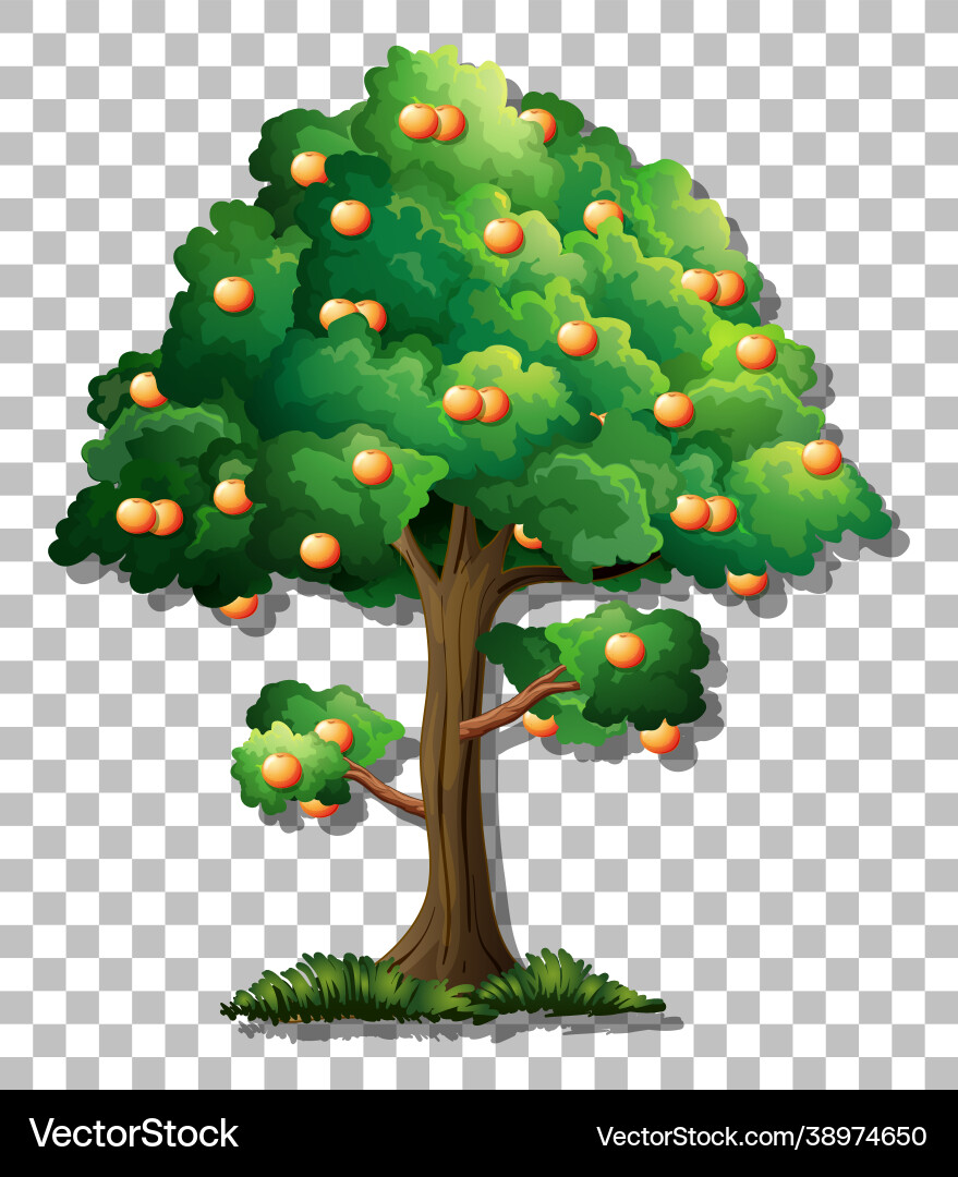 Orange tree on transparent background Royalty Free Vector