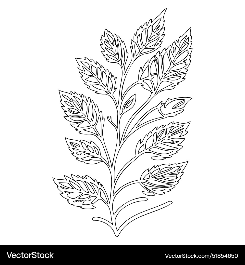 Rowan leaf floral outline sketch Royalty Free Vector Image