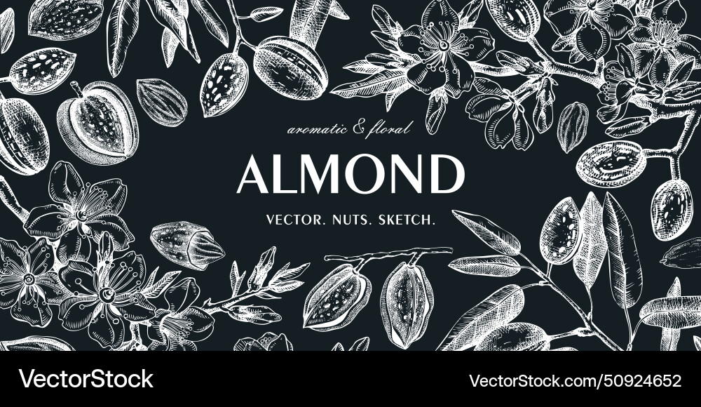 Almond background on chalkboard blooming branches Vector Image