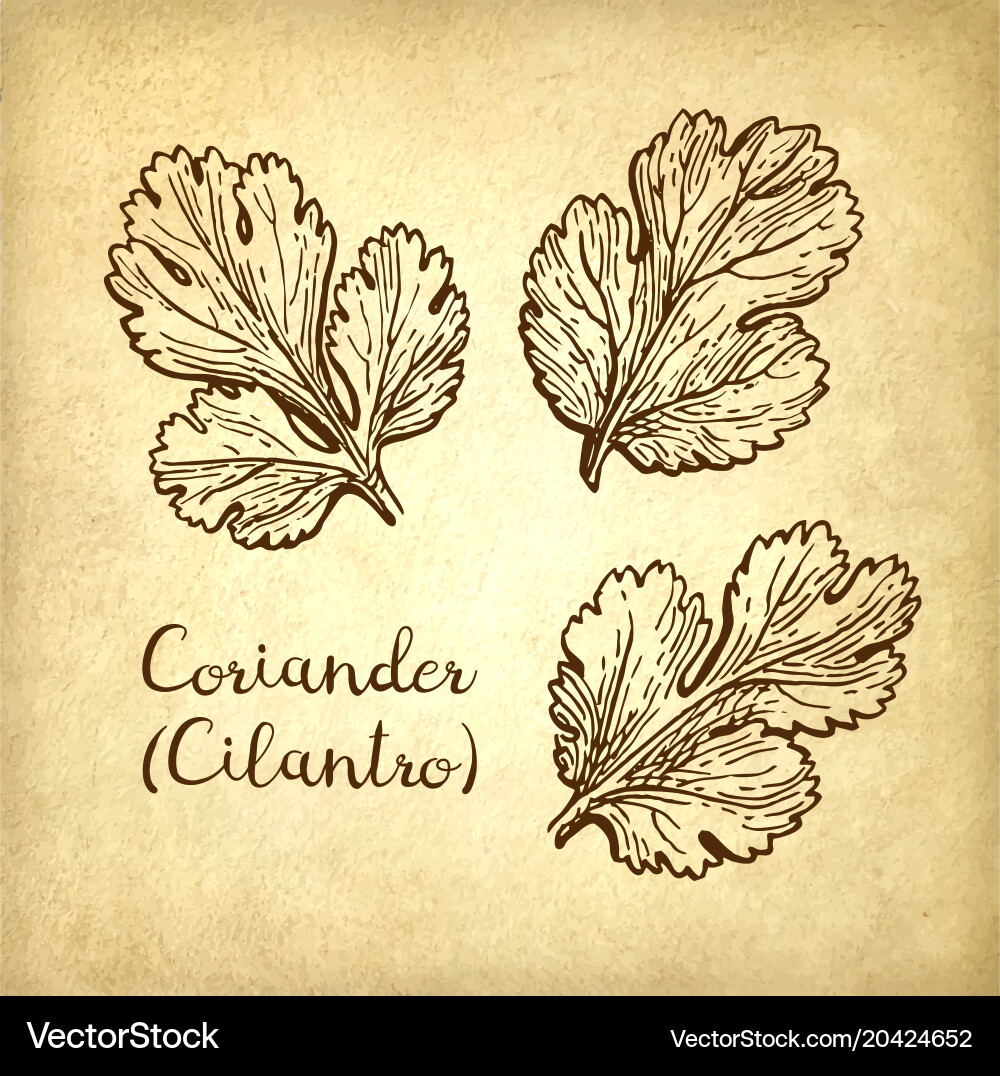 Ink sketch of cilantro Royalty Free Vector Image