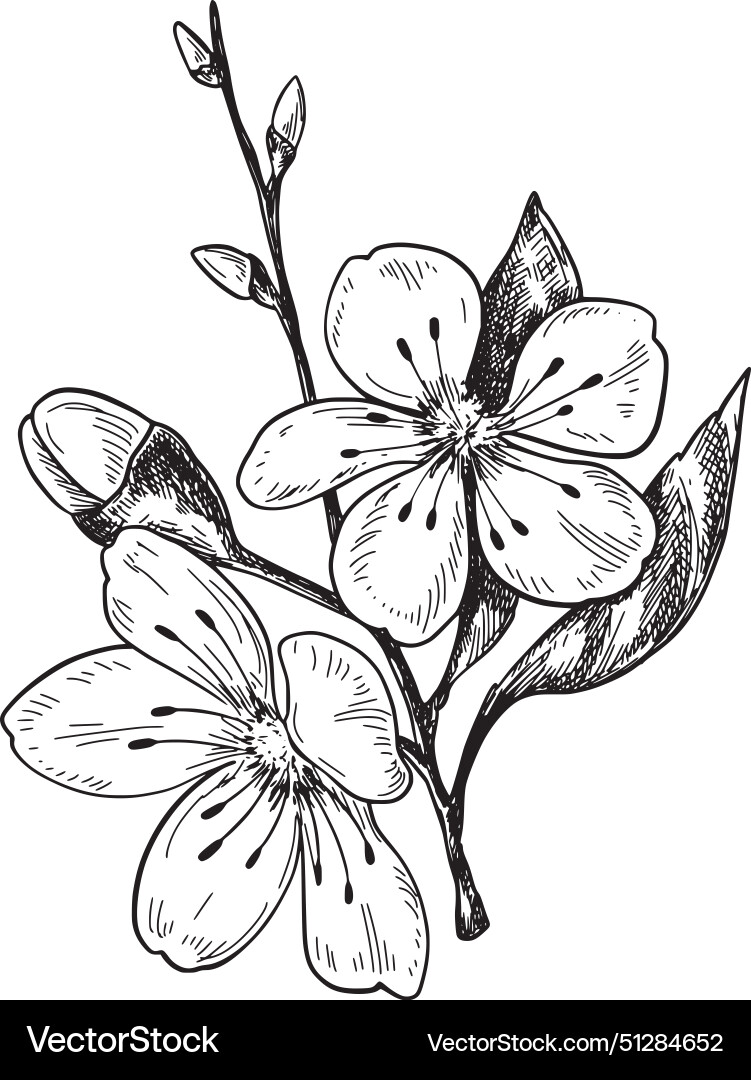 Plum blossom vintage monochrome Royalty Free Vector Image