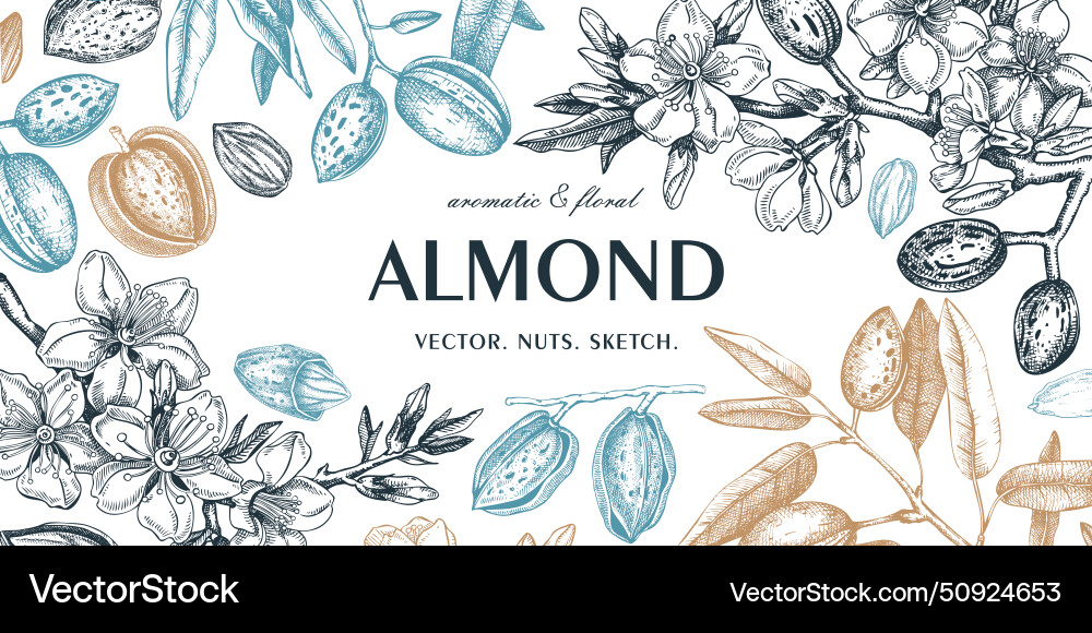 Almond background blooming branches flowers Vector Image