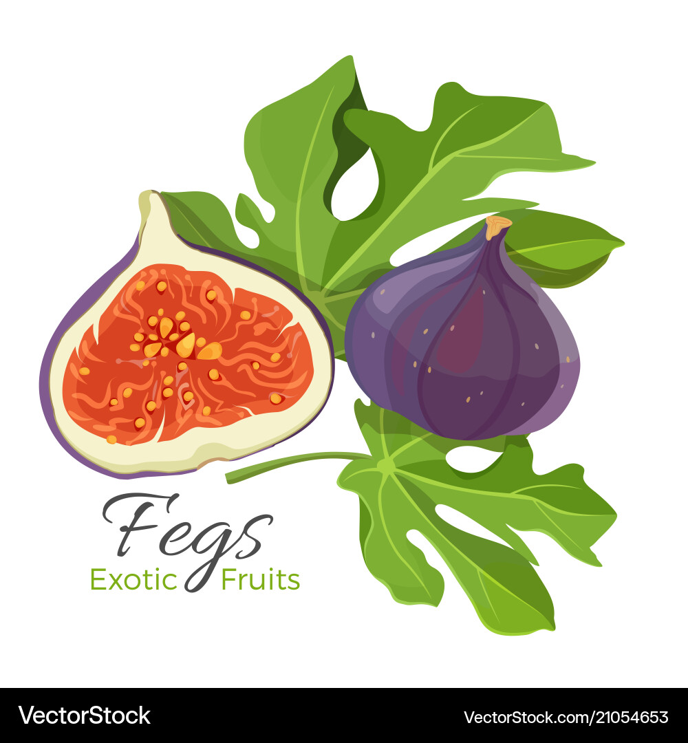Ficus carica fig fruit with leaves Royalty Free Vector Image