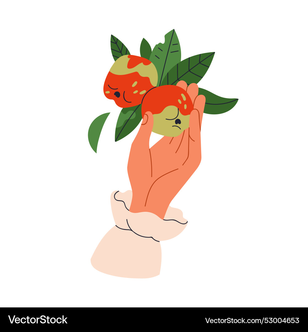 Hand picking ripe fresh apple from tree branch Vector Image