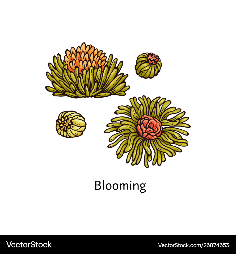 Kind exotic herbal tea blooming sketch Royalty Free Vector