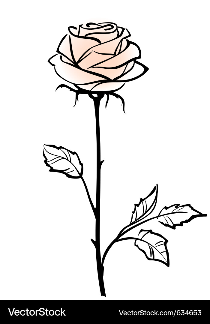 Pink rose Royalty Free Vector Image - VectorStock