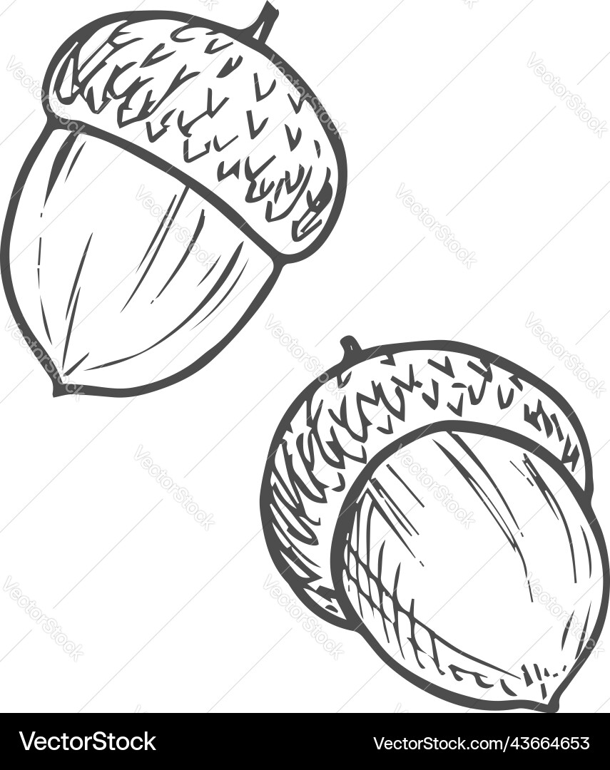 Two acorns oak tree fruits isolated sketch Vector Image