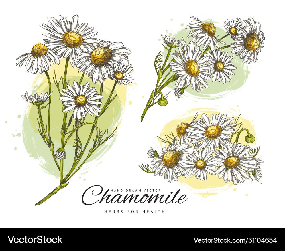 Beautiful chamomile plant compositions set Vector Image