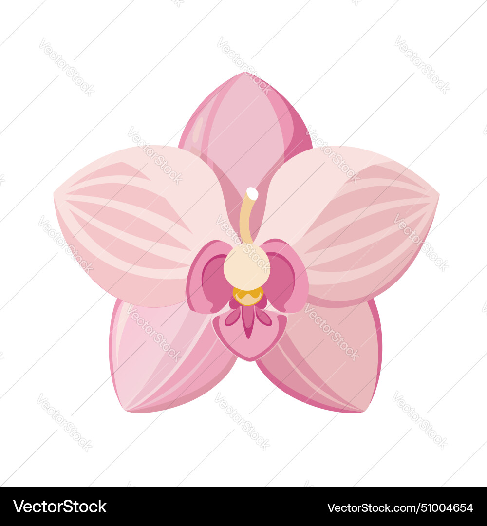 Flower exotic pastel pink orchid Royalty Free Vector Image