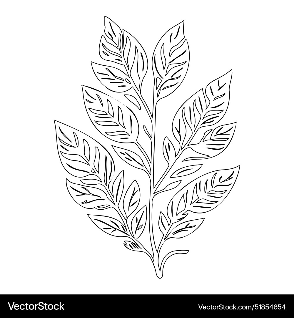 Rowan leaf floral outline sketch Royalty Free Vector Image