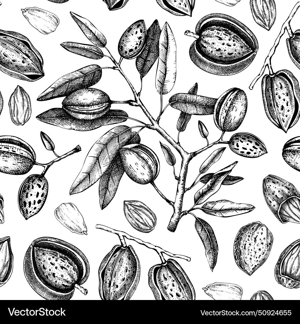 Almond seamless pattern healthy food background Vector Image