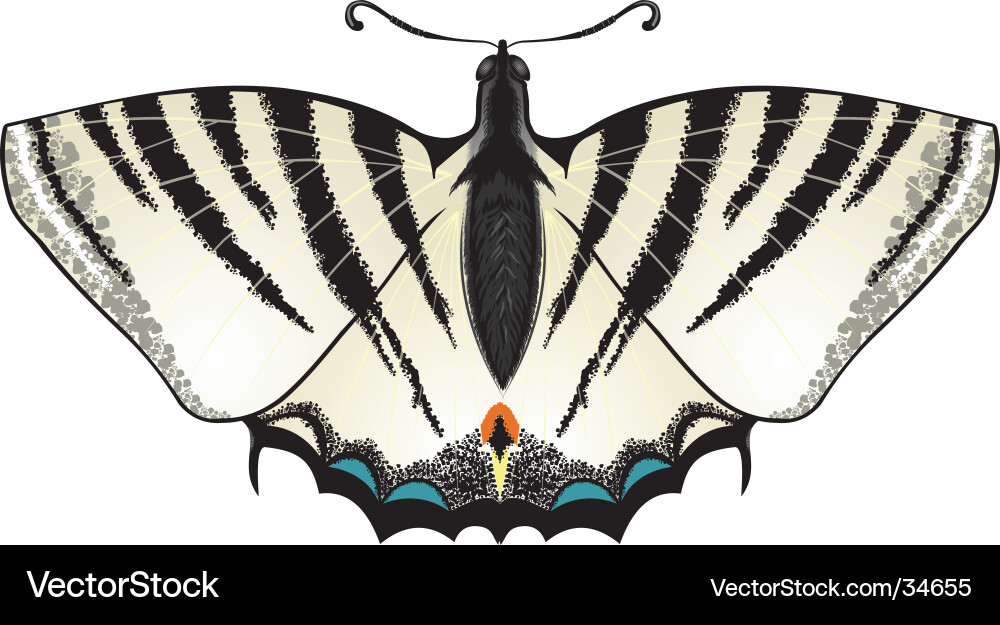 Butterfly Royalty Free Vector Image - VectorStock