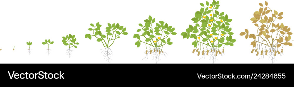 Growth stages of peanut plant increase Royalty Free Vector