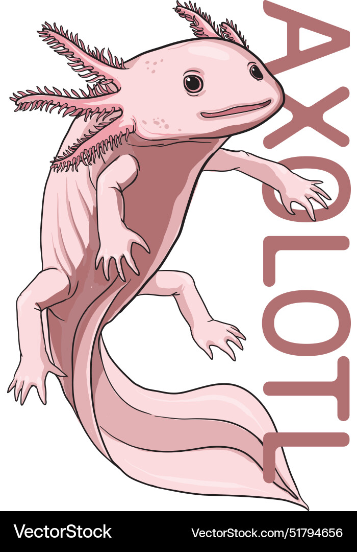Axolotl in cartoon style Royalty Free Vector Image