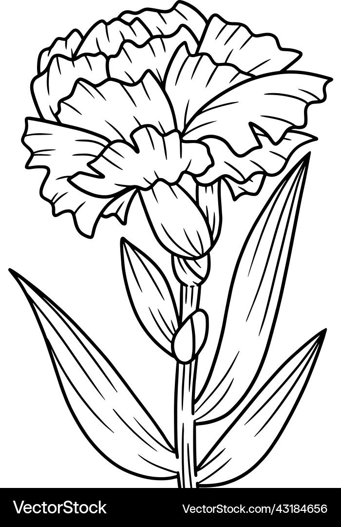 Carnation flower coloring page for adults Vector Image