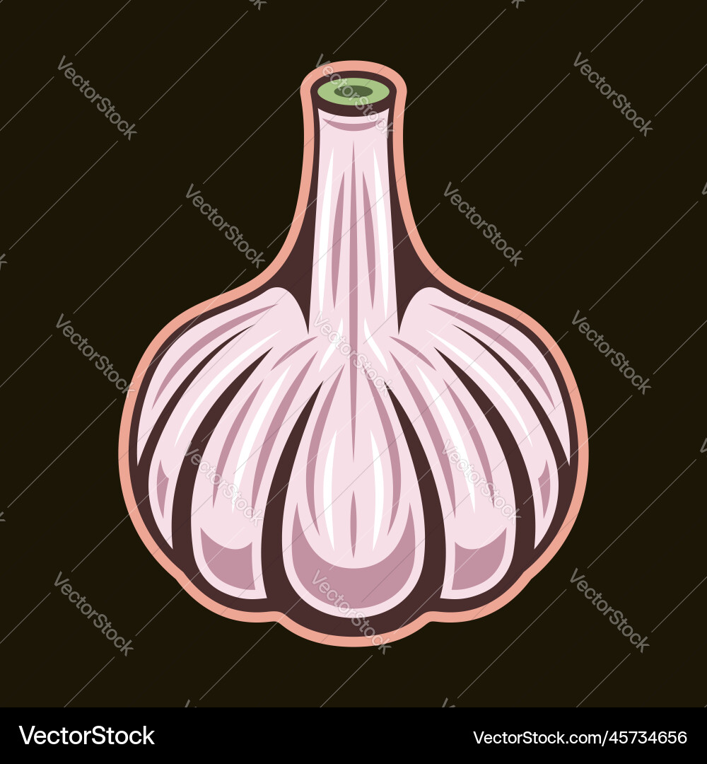 Garlic spice product colored Royalty Free Vector Image