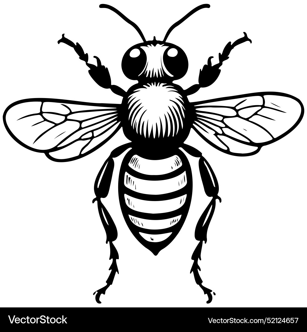 Bee hand drawn line transparent background Vector Image
