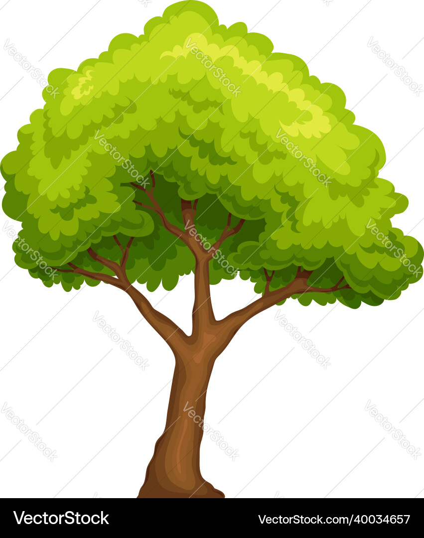 Green deciduous tree Royalty Free Vector Image