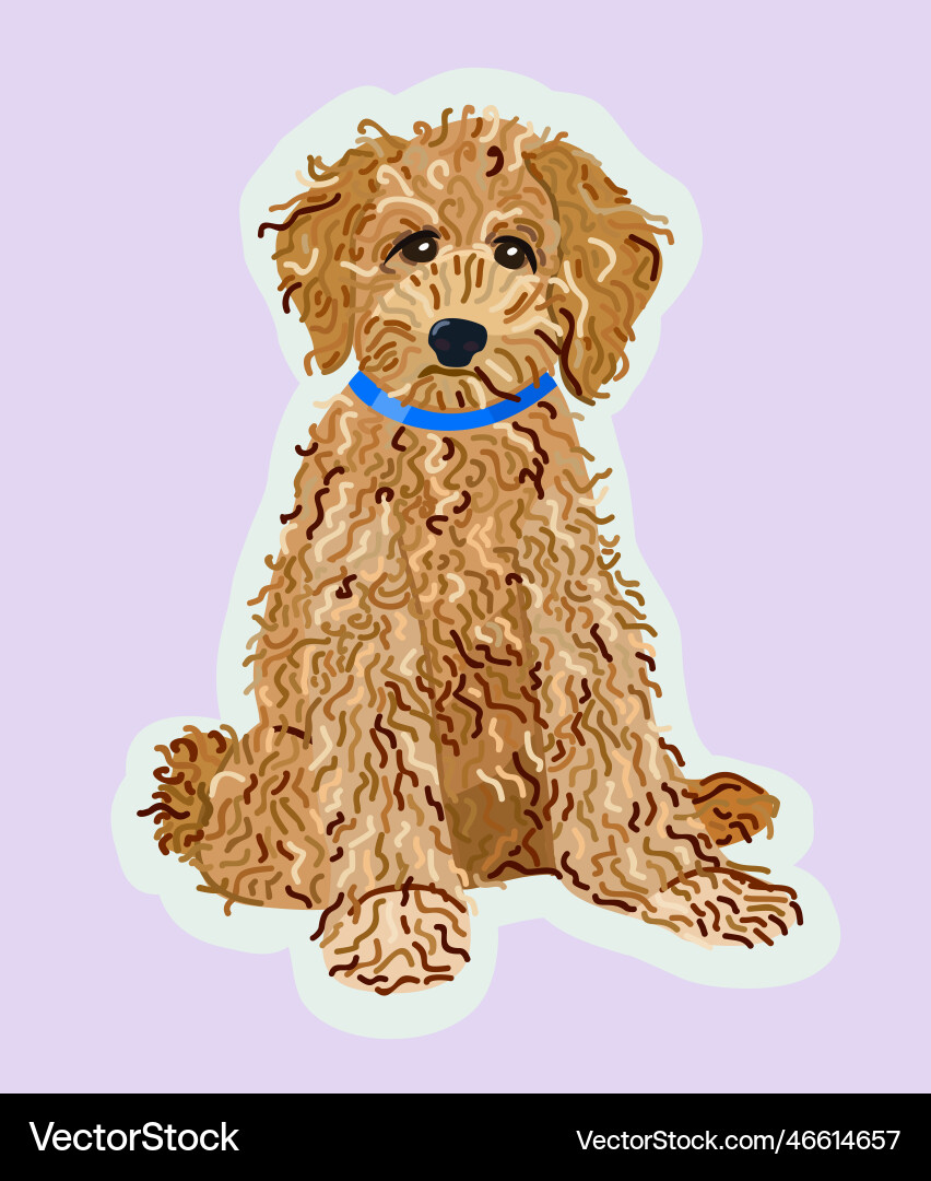 Isolated of labradoodle Royalty Free Vector Image
