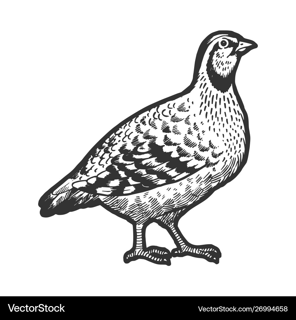 Partridge bird sketch engraving Royalty Free Vector Image