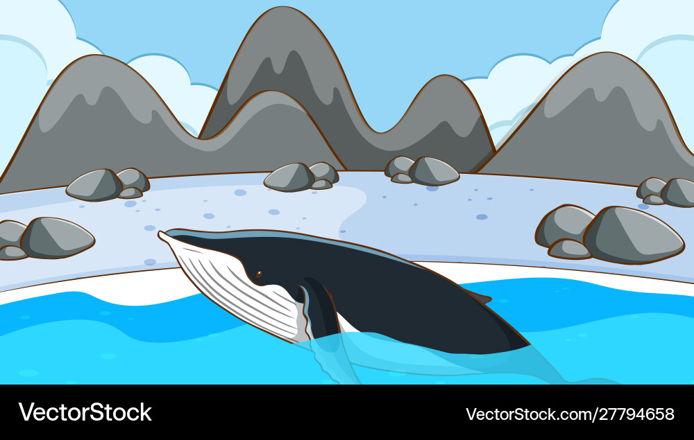 Whale swimming in cold water Royalty Free Vector Image
