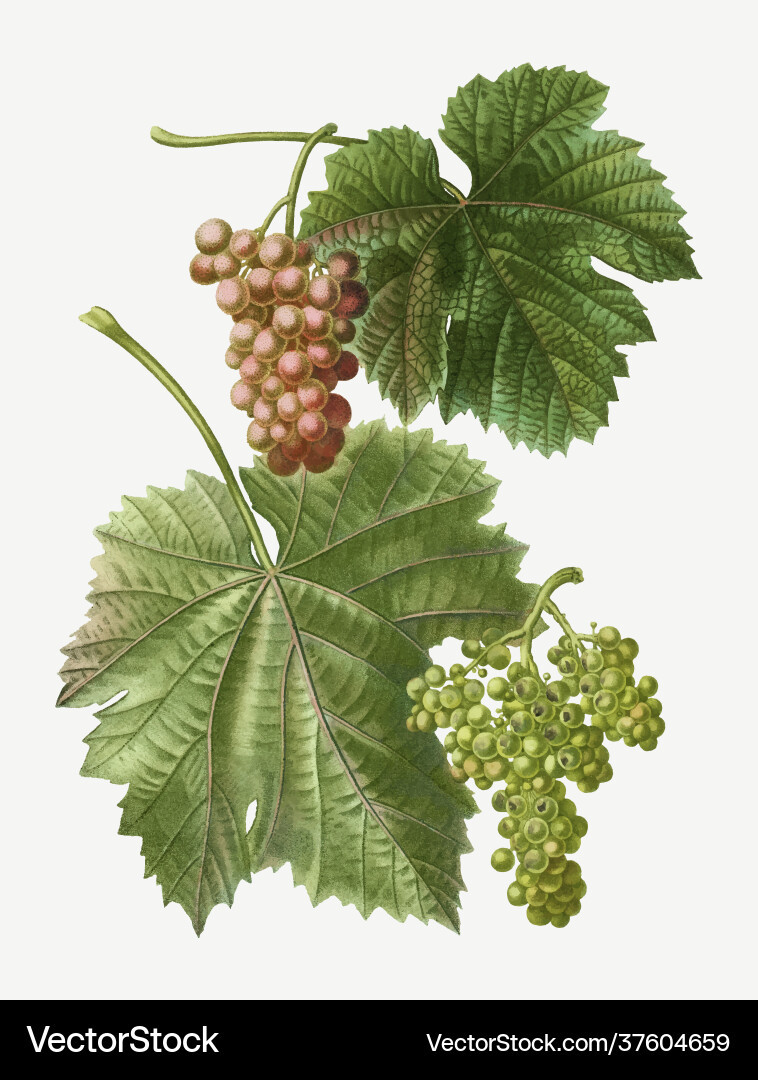 Grape vines Royalty Free Vector Image - VectorStock