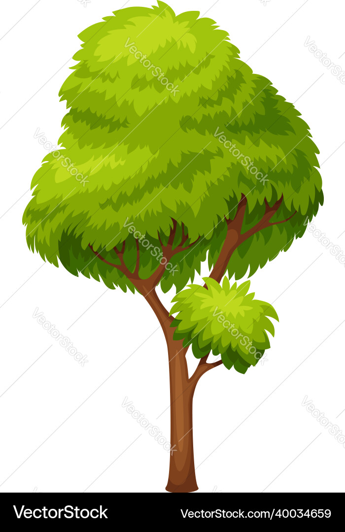 Green deciduous tree Royalty Free Vector Image