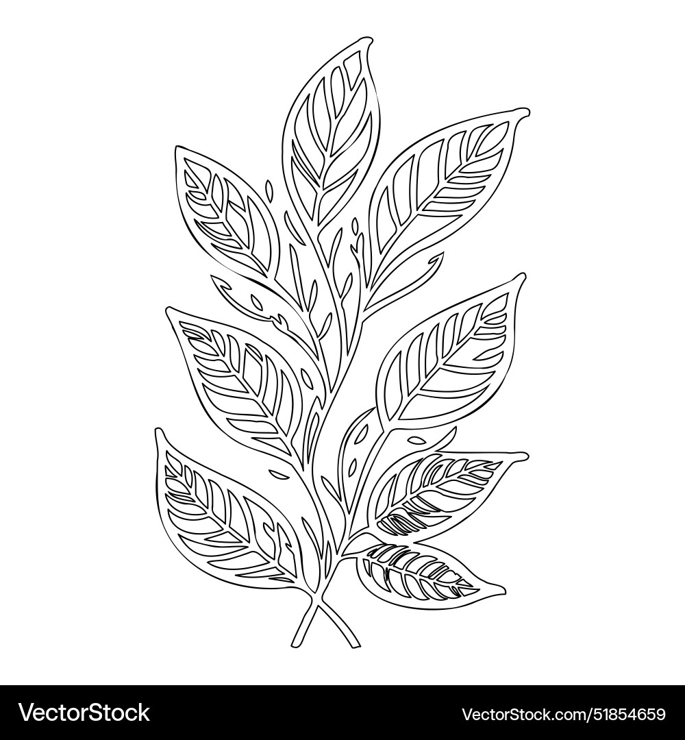 Rowan leaf floral outline sketch Royalty Free Vector Image