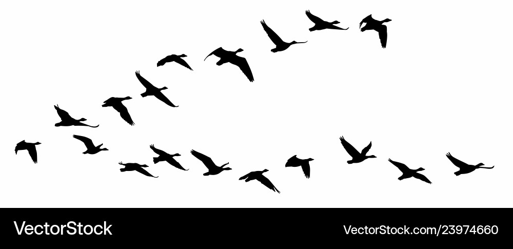 Flight of birds Royalty Free Vector Image - VectorStock