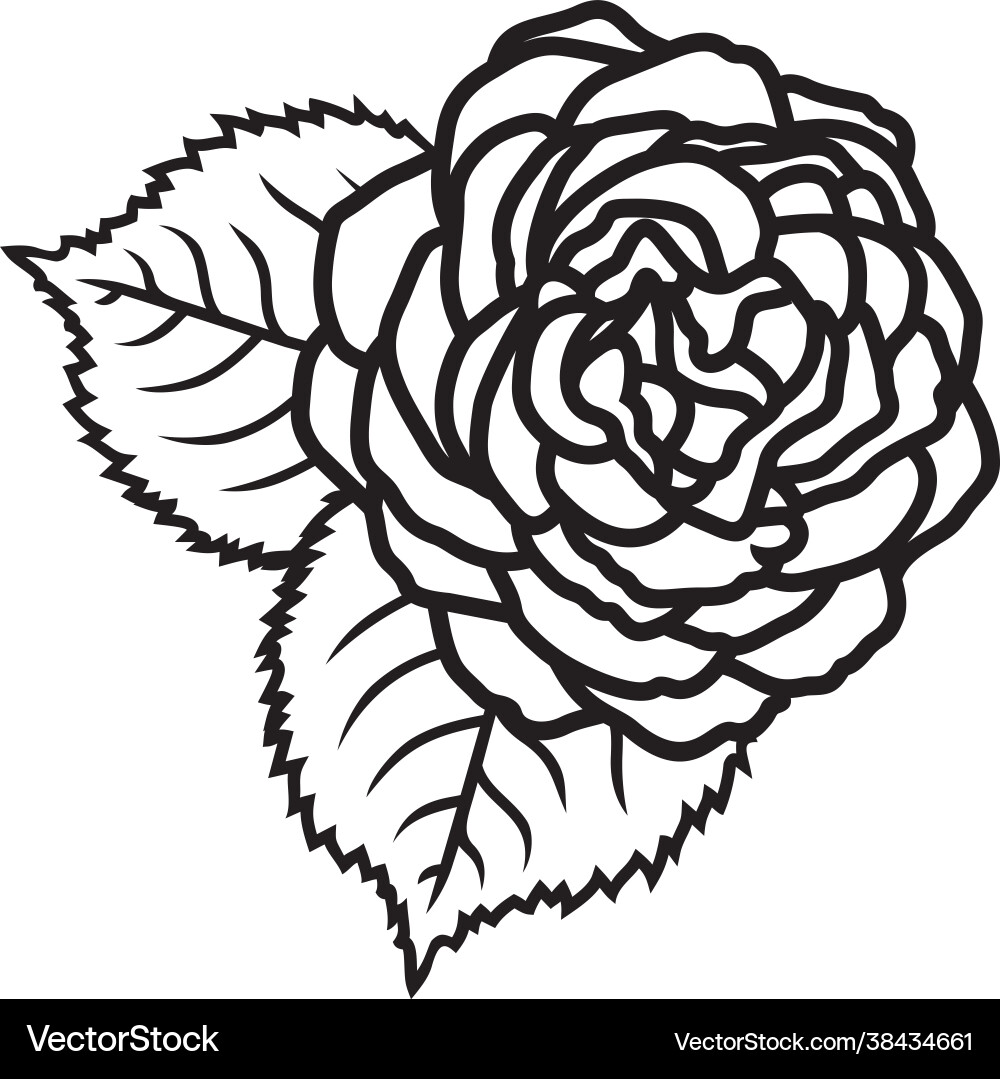 Rose outline Royalty Free Vector Image - VectorStock
