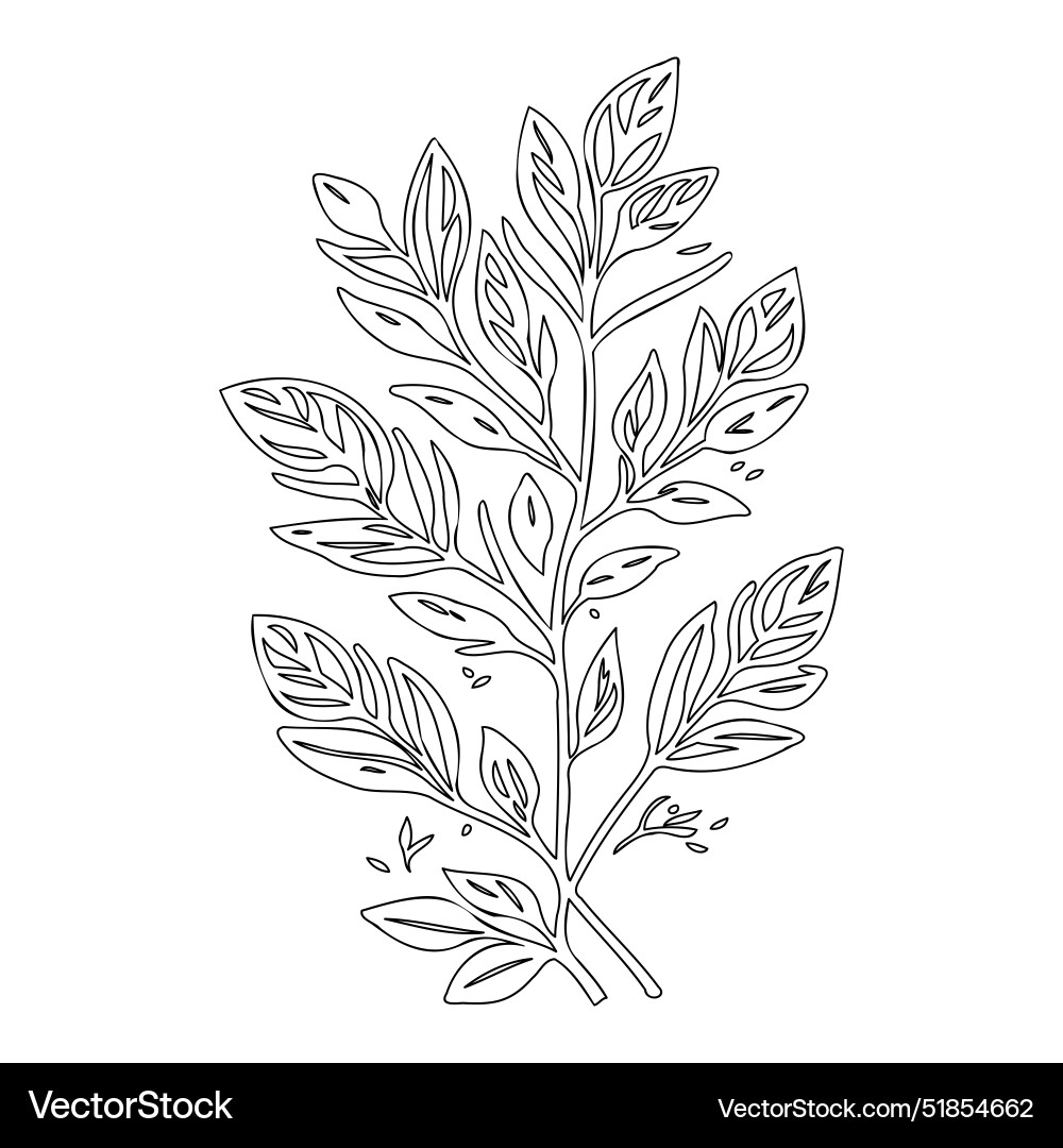 Rowan leaf floral outline sketch Royalty Free Vector Image