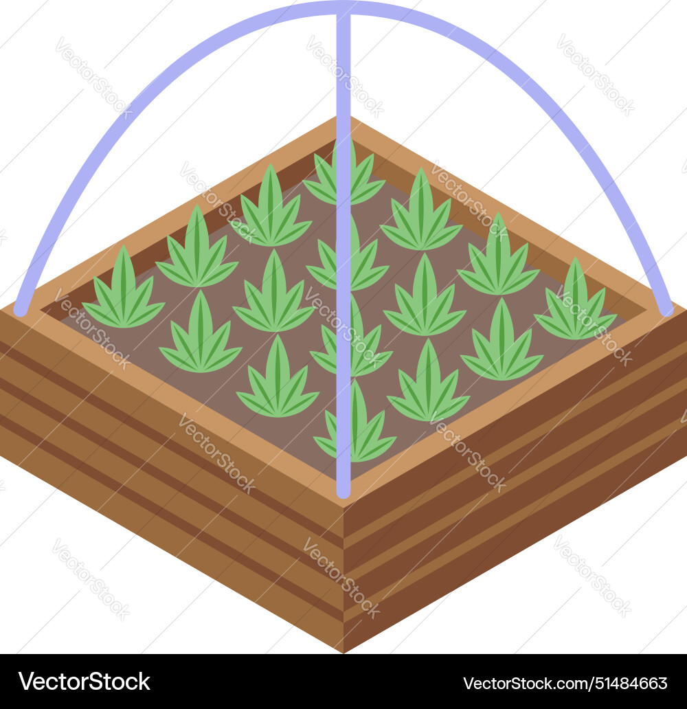 Isometric cannabis plants in wooden box Royalty Free Vector