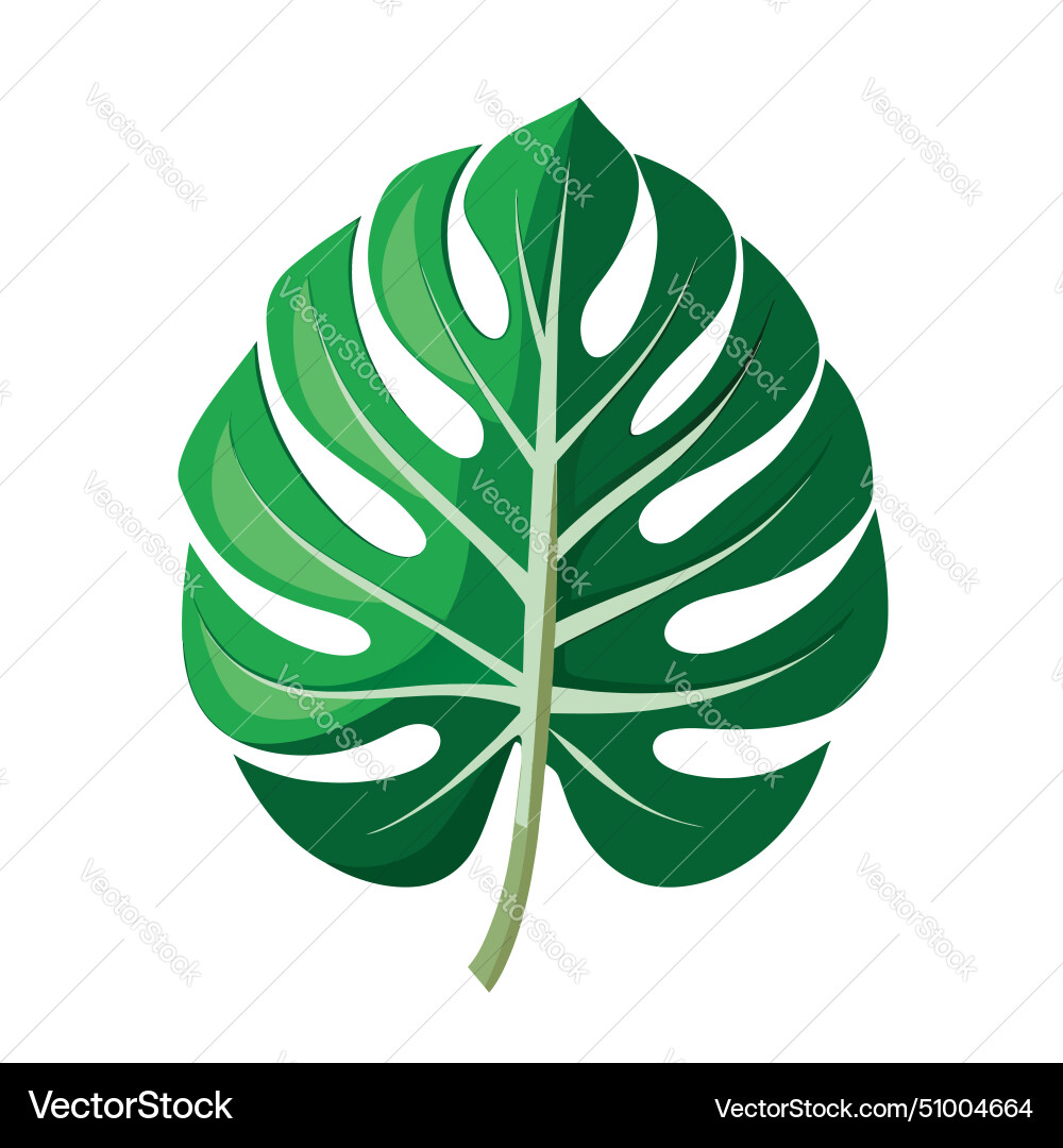 Green decor monstera leaf Royalty Free Vector Image