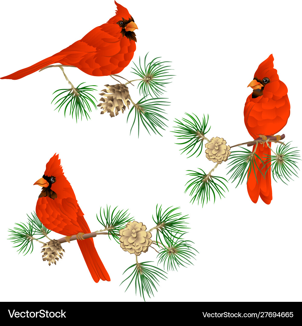 Cardinal bird - symbol christmas Royalty Free Vector Image