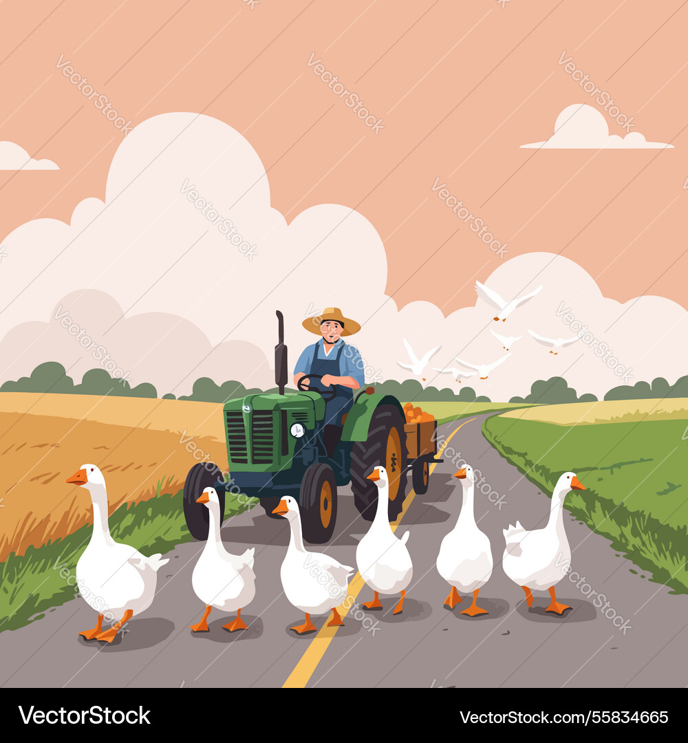 Farmer driving tractor followed by geese Vector Image
