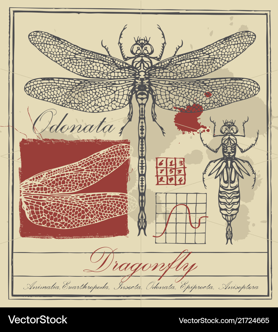 Retro banner with dragonfly and it larva Vector Image