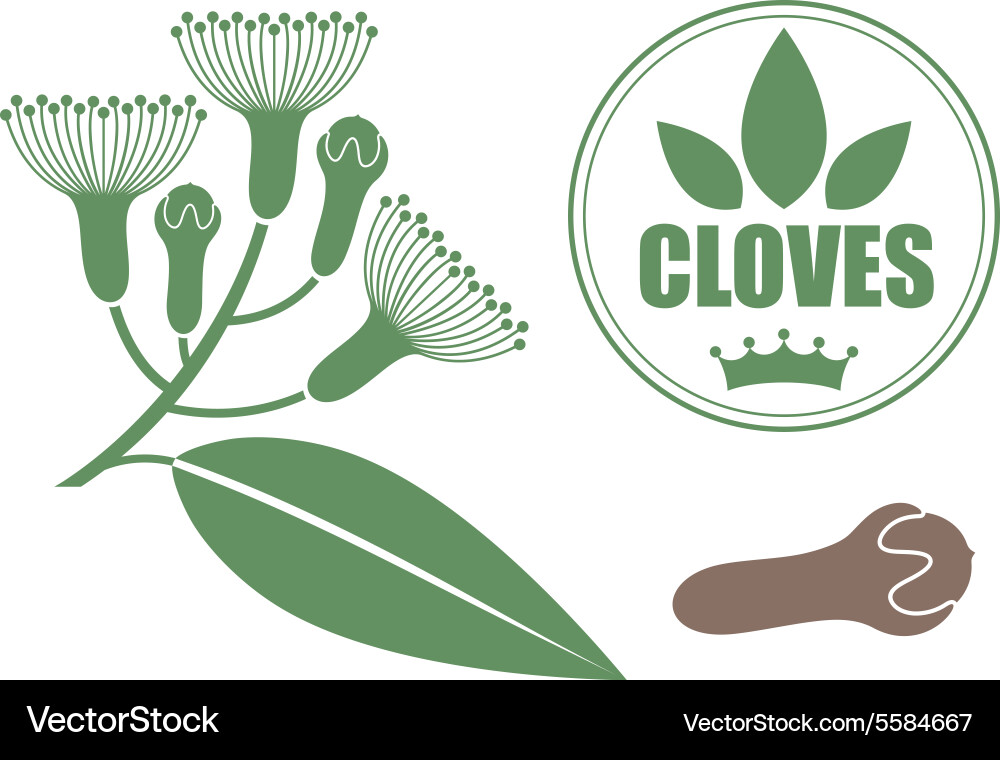 Cloves Royalty Free Vector Image - VectorStock