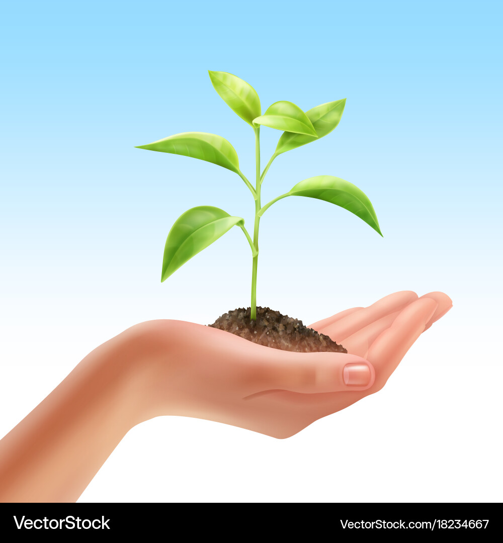 Plant in hand Royalty Free Vector Image - VectorStock